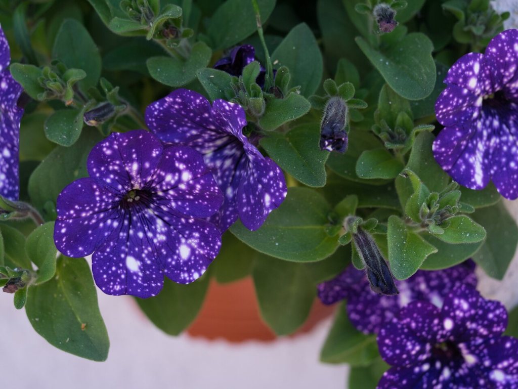 Stellar Garden: Flowers with Names Inspired by Space – M16 Nebula