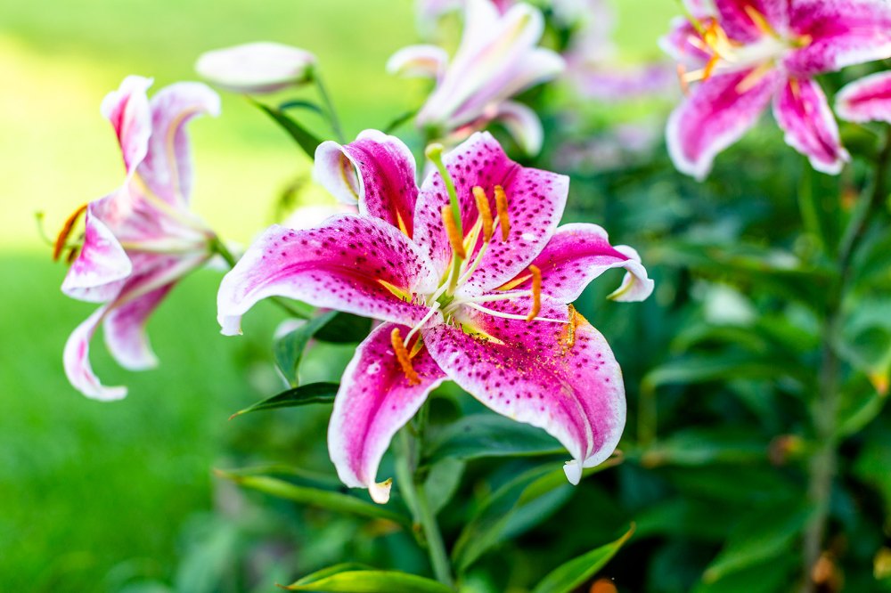 Stellar Garden: Flowers with Names Inspired by Space – M16 Nebula