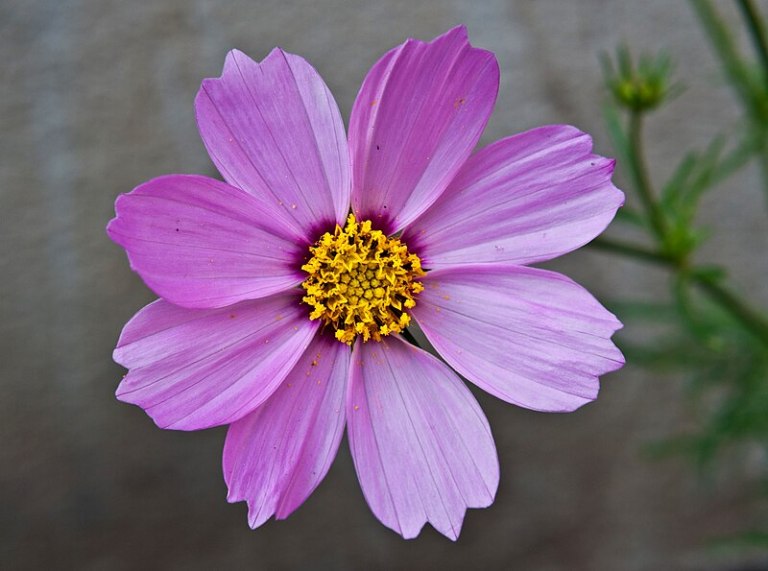 Stellar Garden: Flowers with Names Inspired by Space – M16 Nebula
