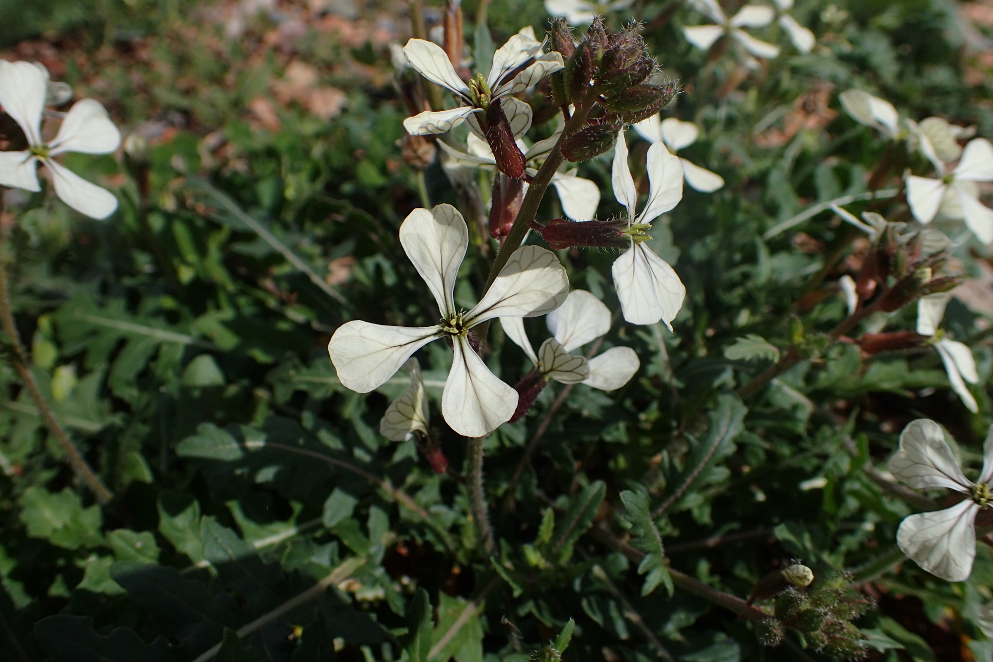 Stellar Garden: Flowers with Names Inspired by Space – M16 Nebula