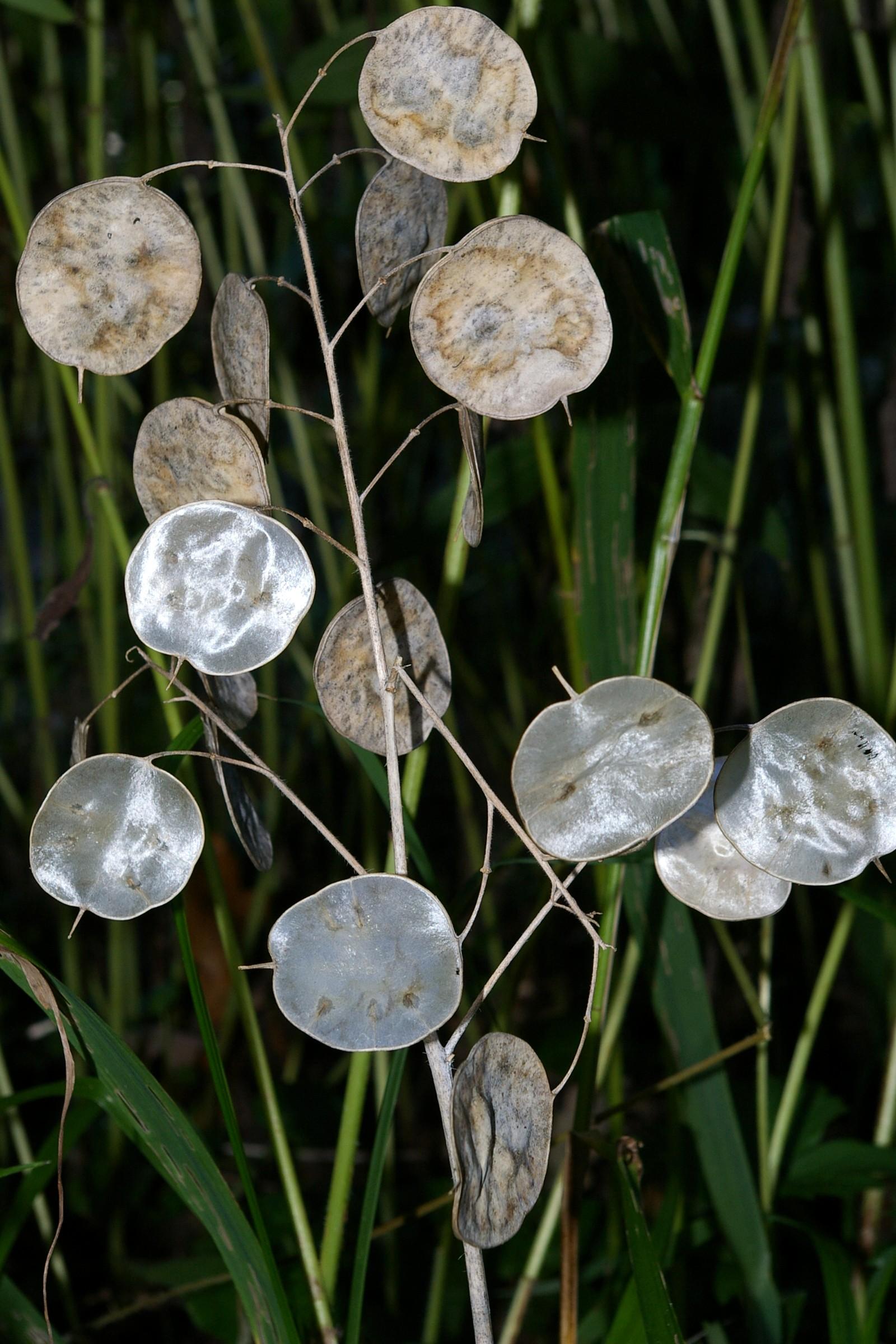 Stellar Garden: Flowers with Names Inspired by Space – M16 Nebula