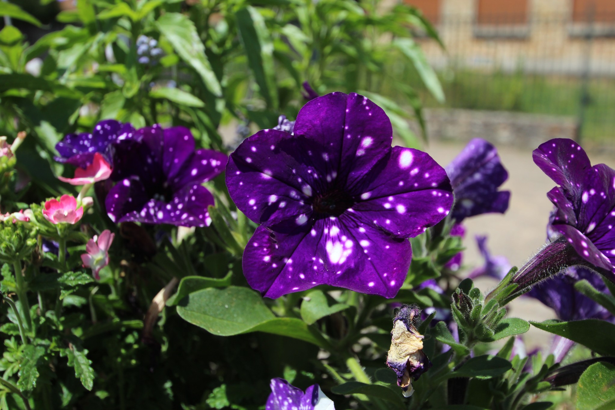 Stellar Garden: Flowers with Names Inspired by Space – M16 Nebula