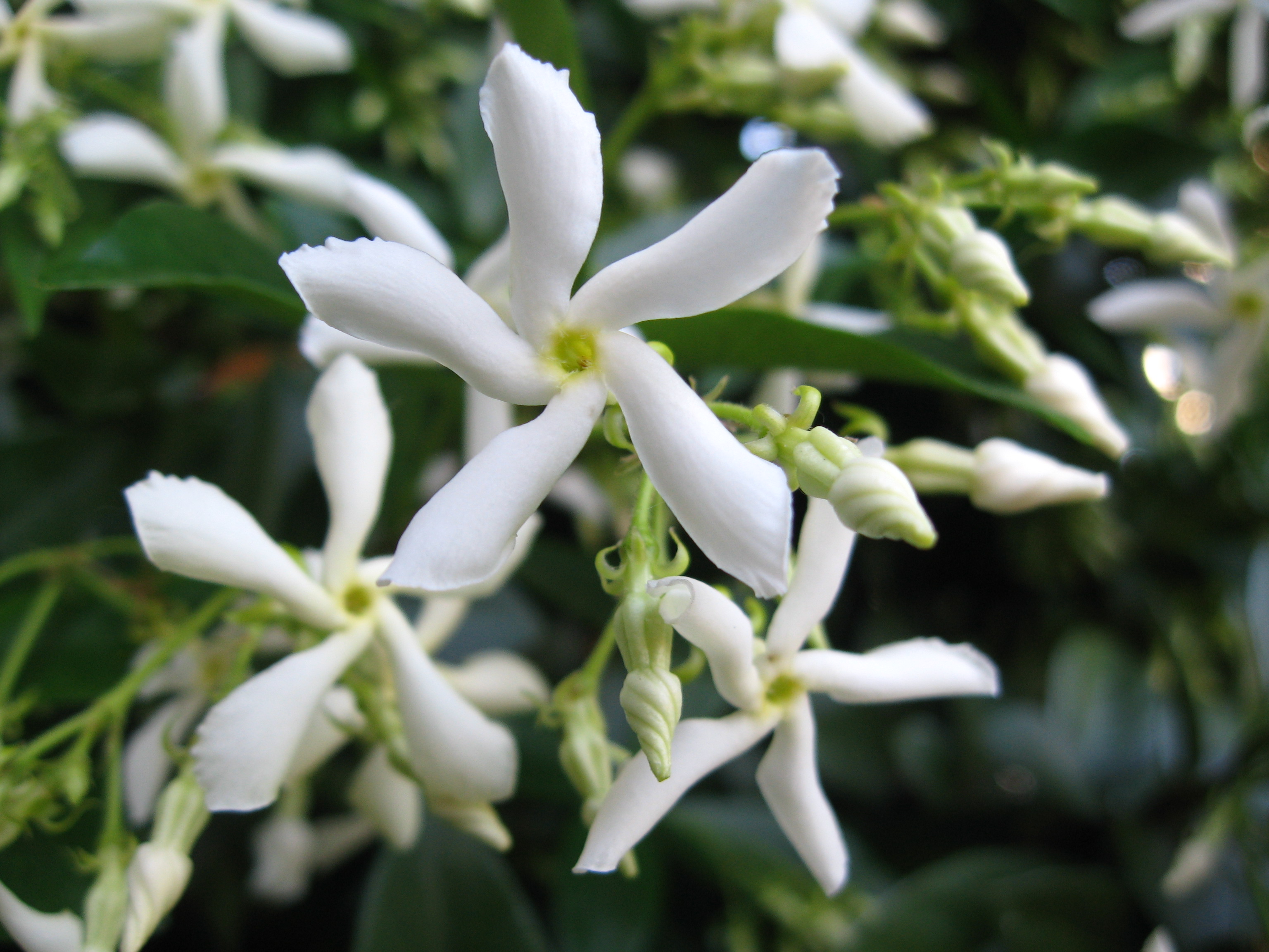 Stellar Garden: Flowers with Names Inspired by Space – M16 Nebula